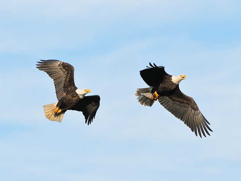 Hawk Mountain Sanctuary - Where & When