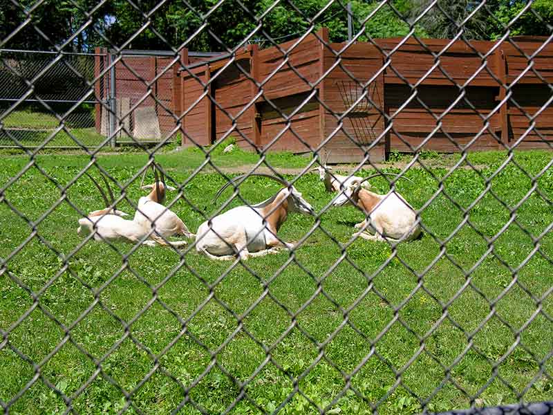 Lehigh Valley Zoo - Where & When