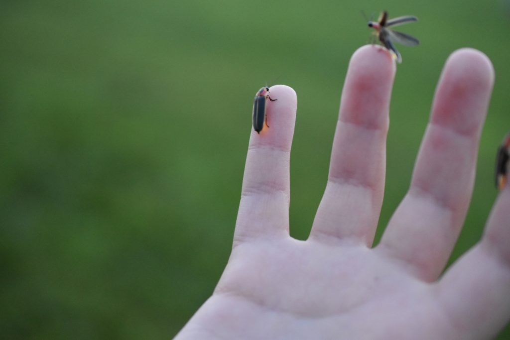 Virtual Stay at Home PA Firefly Festival - Where & When